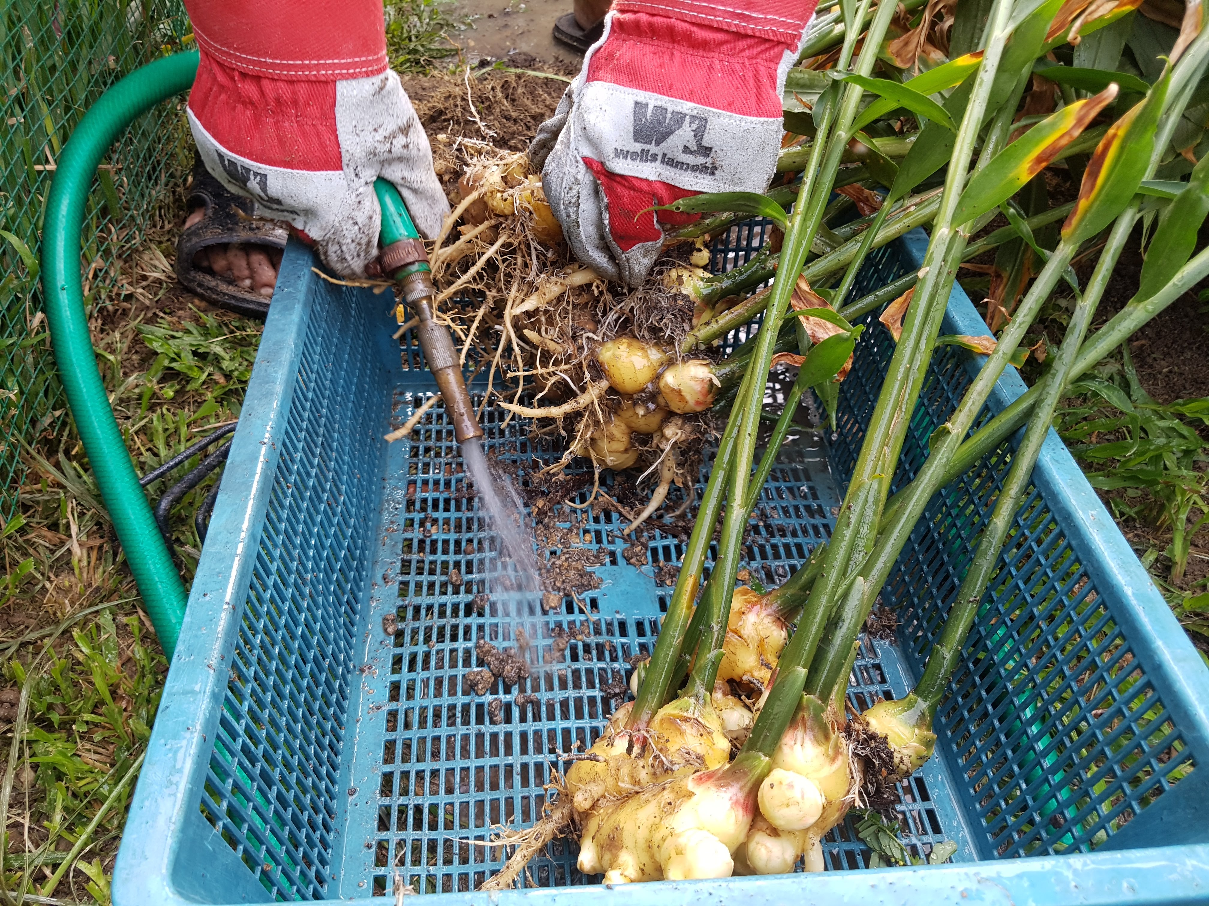 My Farm In The City: first ginger harvest