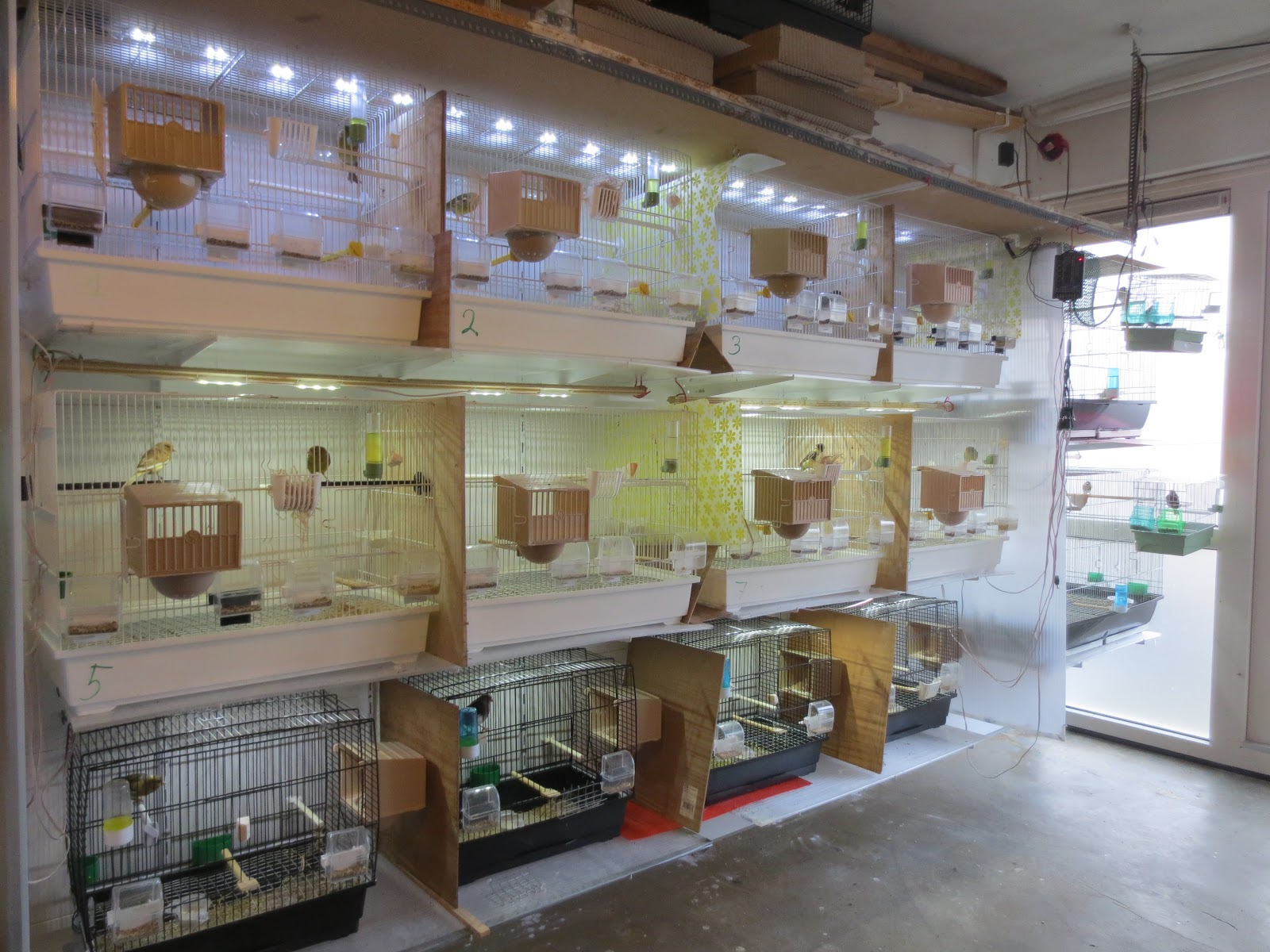Timbrado's Amstelveen : Breeding room