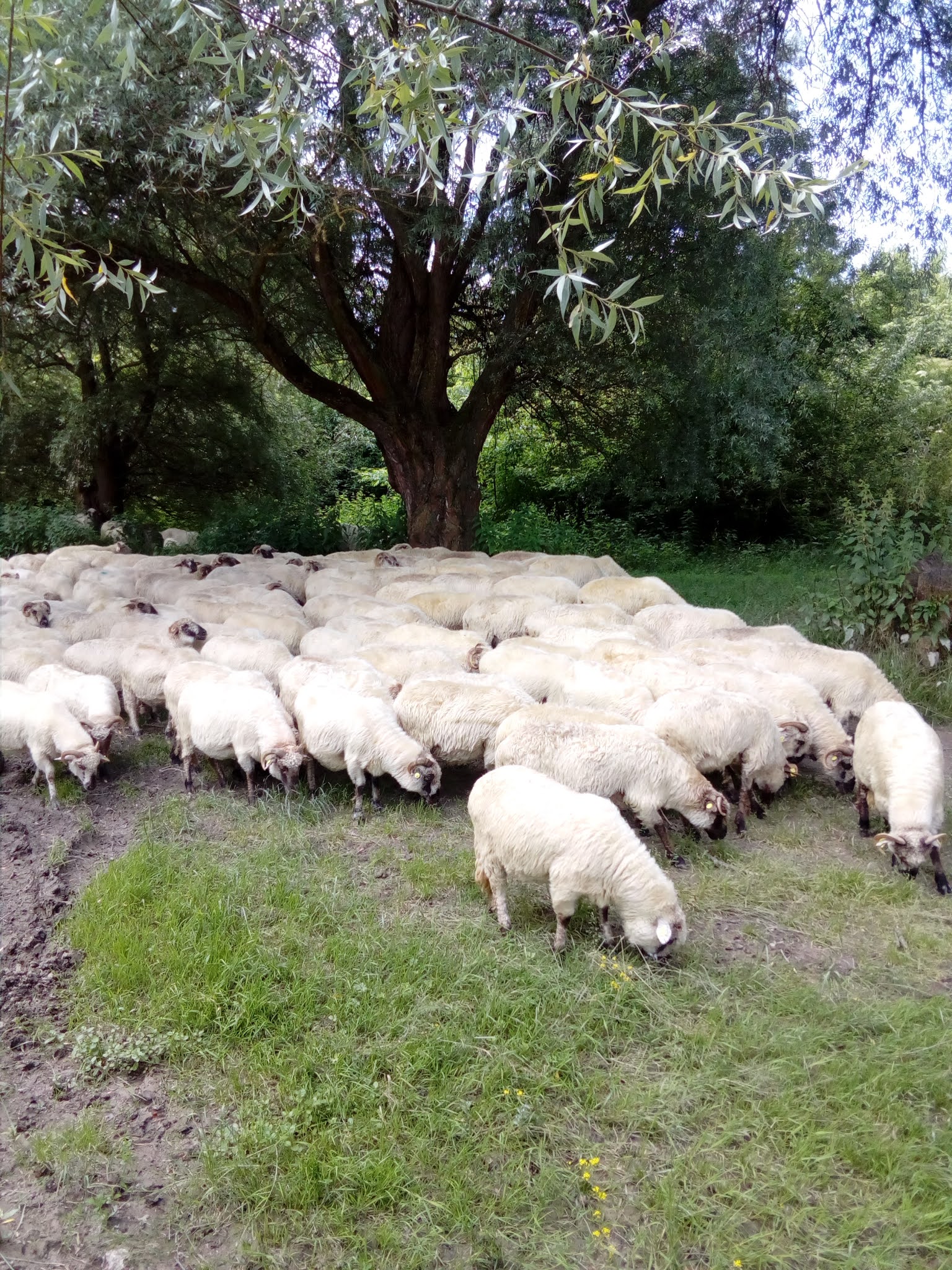 PESCARUL SINGURATIC: La pescuit pe raul Mures:17 Iunie 2021