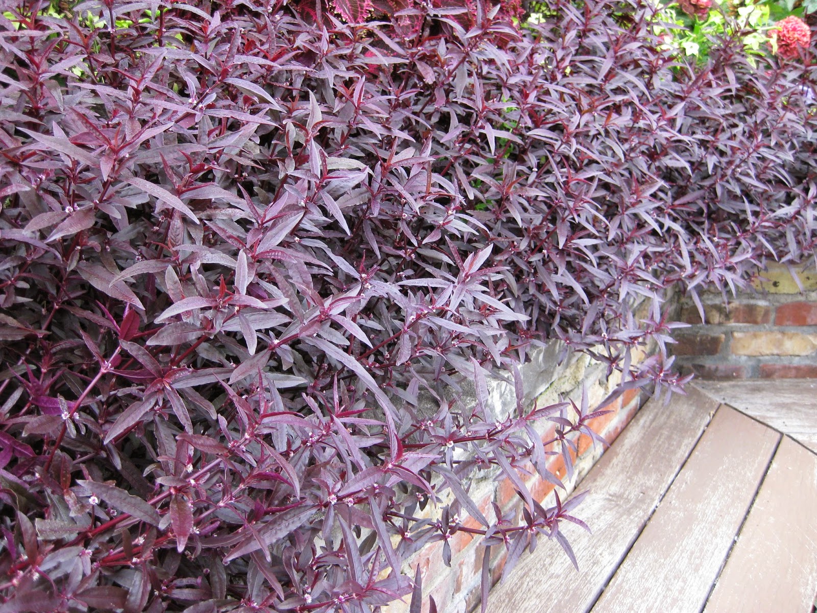 Rotary Botanical Gardens - Hort Blog: Awesome Alternantheras