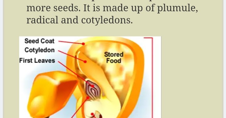 GROWTH : GROWTH AND DEVELOPMENT IN FLOWERING PLANTS