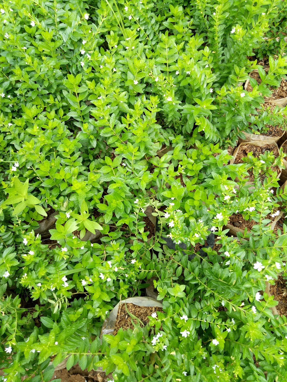 TANAMAN SABRINA ~ SINOX NURSERY