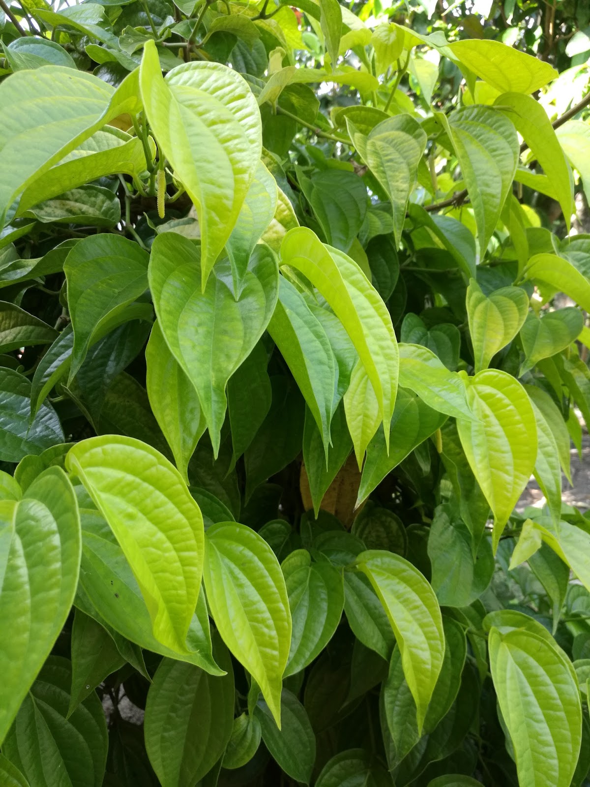 AceShooter6: CARA MENGURANGKAN BAU GETAH SKRAP SECARA CEPAT.