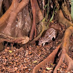 PLAAN : Majás - Cuniculus paca