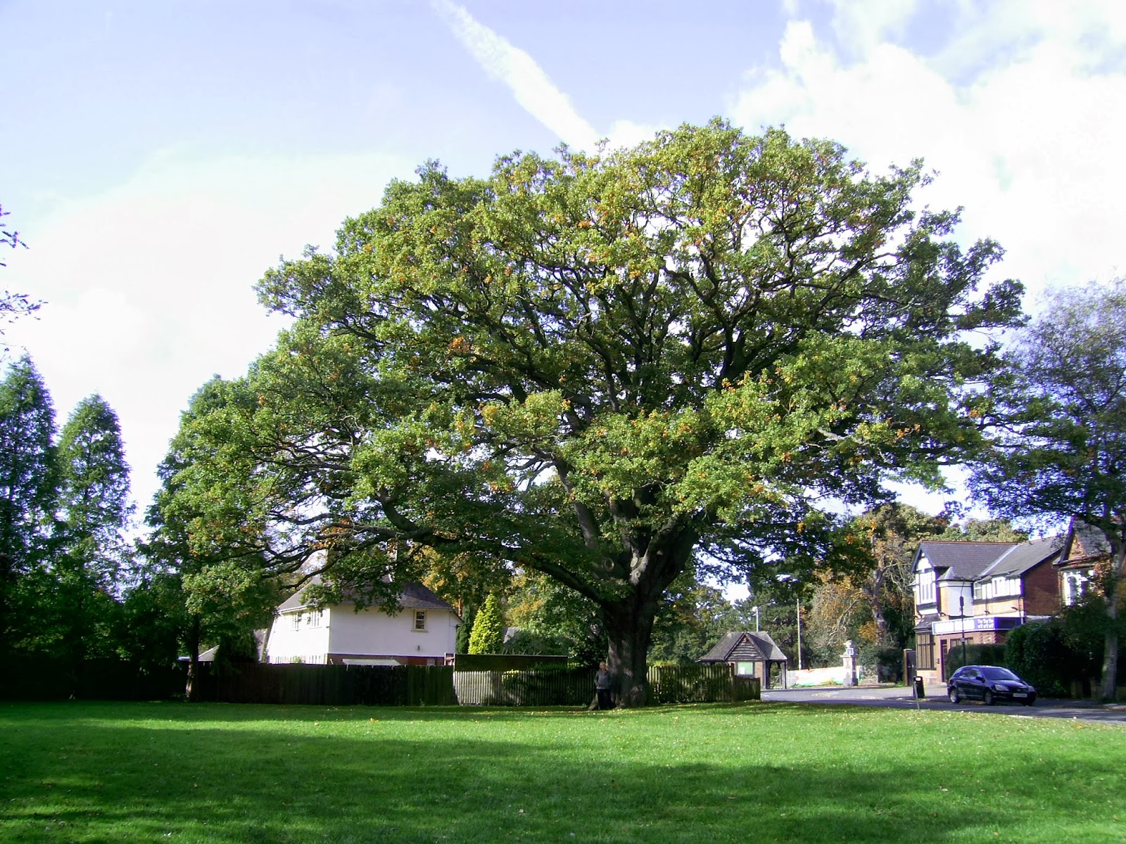 Giant Trees From Around The World: Oak Trees