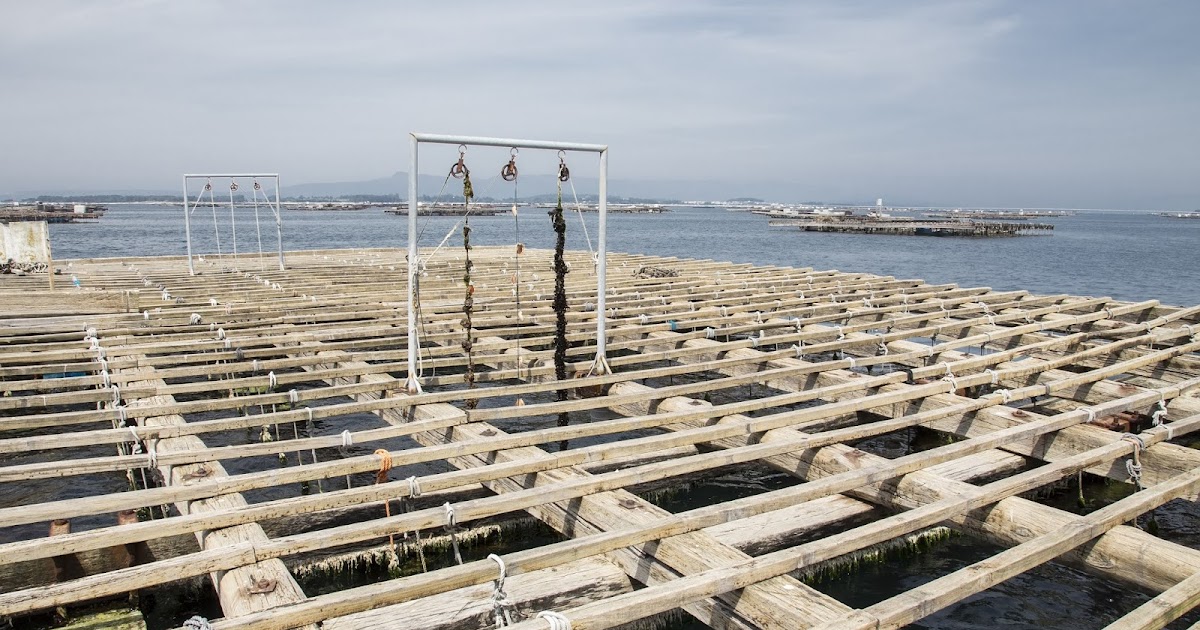 Productos acuicultura, miticultura y pesca: Las bateas y JJChicolino