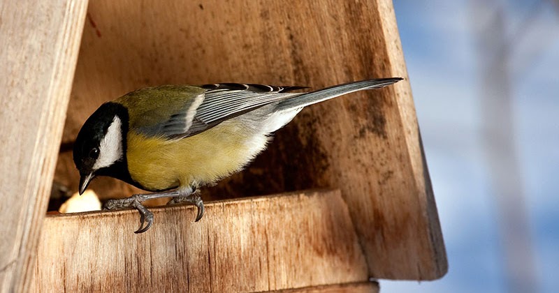 Ať jim nejde o život – aneb správné krmení ptáků | Vysněná zahrada