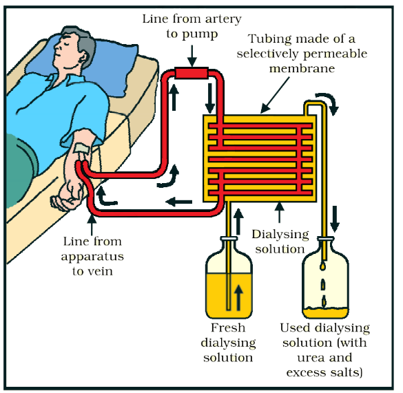 Chapter 6: Life Processes | CBSE Class 10 | NCERT Notes - NotesPedia