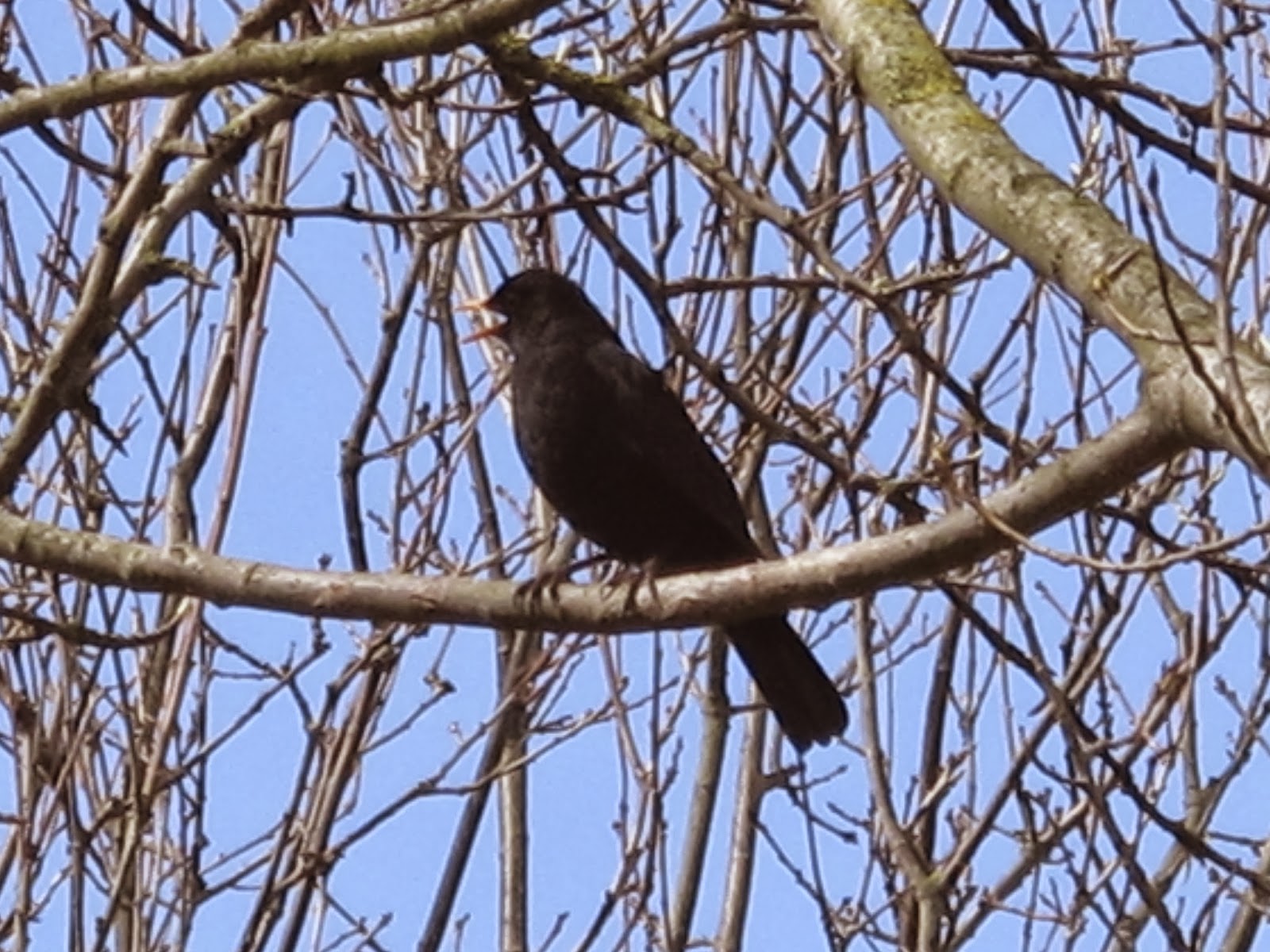 The Rattling Crow: Blackbird alarm calls