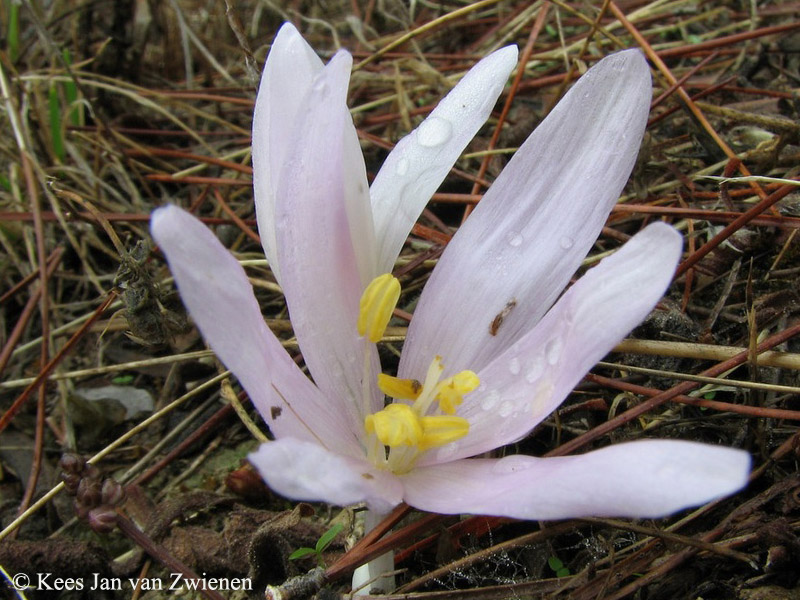 The Country Of Crocuses: Colchicum decaisnei