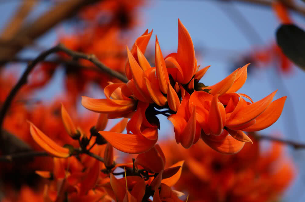 Top 10 flowering trees of India | All In One ALP