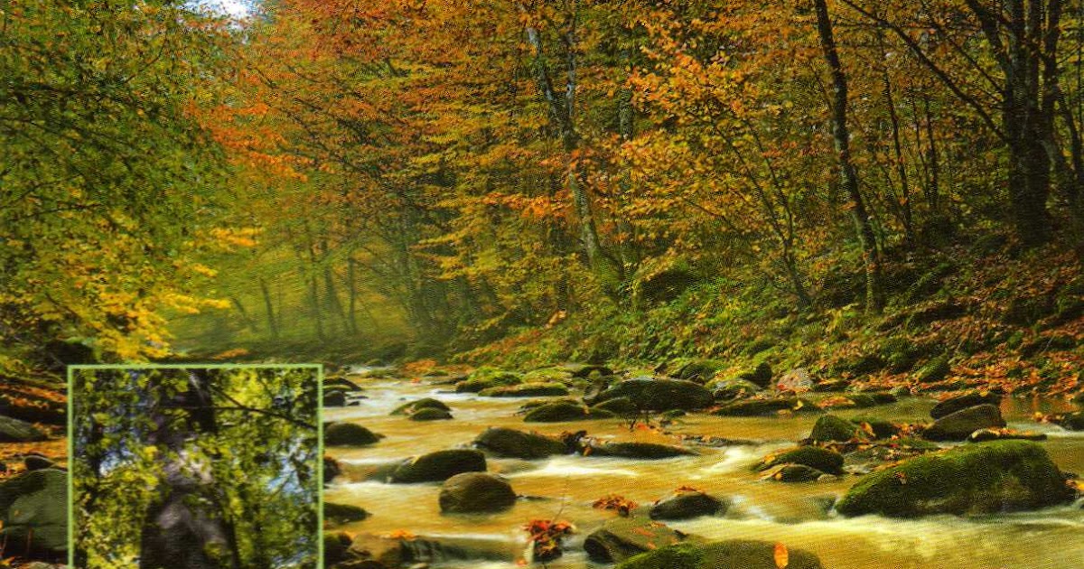 Adam's UNESCO postcards: Ancient and Primeval Beech Forests of the ...