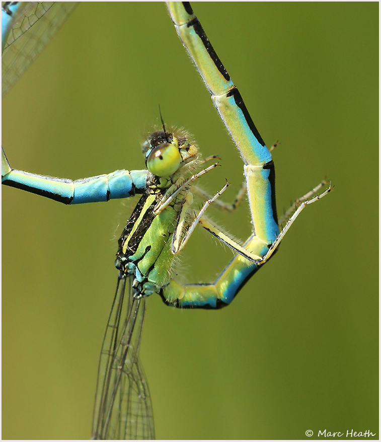Kent Dragonflies: The Dainty Damselfly is Back!