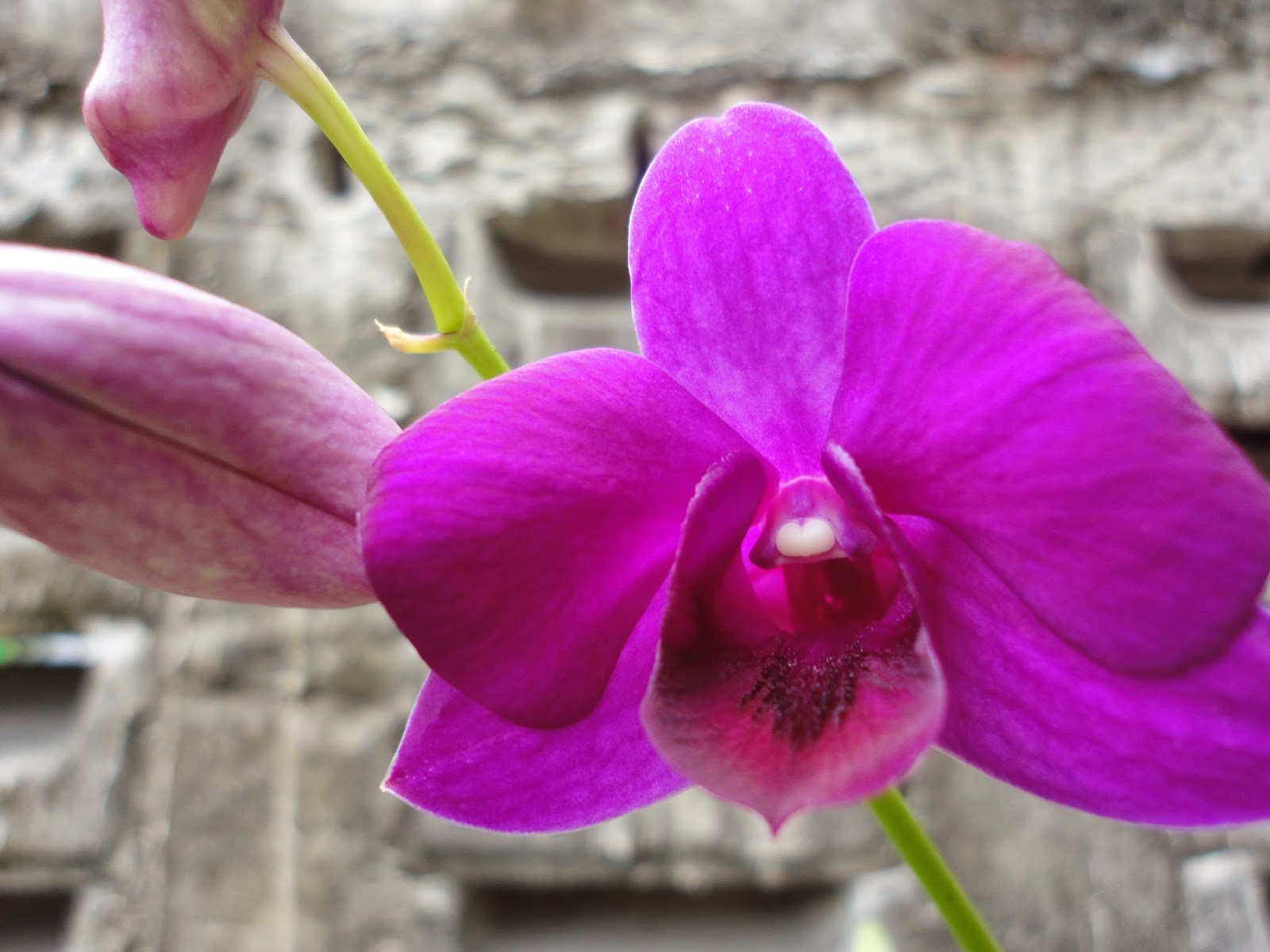 My Flower Album 2014: Nature in Bloom ~ Born a Dragon, Raised a Tiger