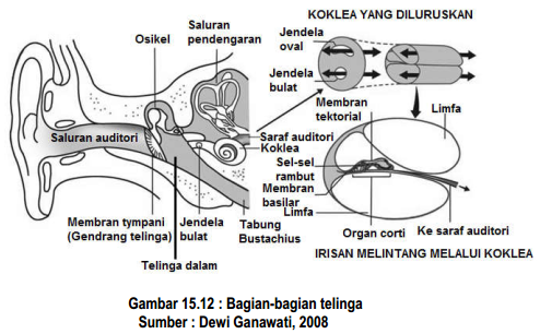 SISTEM SARAF PADA MANUSIA