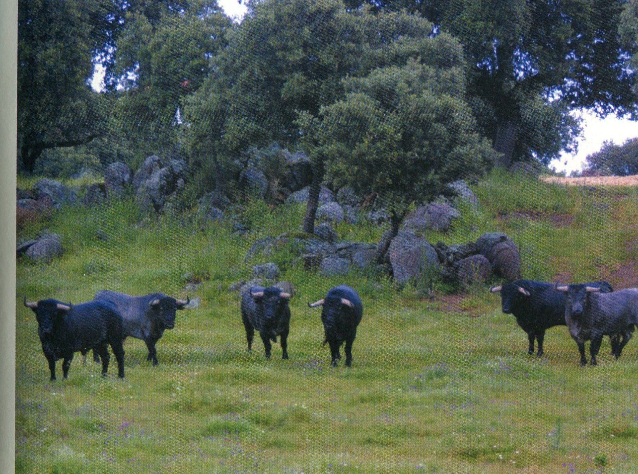 LOS COQUILLAS DE CIFUENTES: EL TORO........ SU ENTORNO