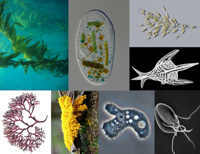 Pengertian Protista, Klasifikasi, dan Cirinya - satwa.foresteract.com