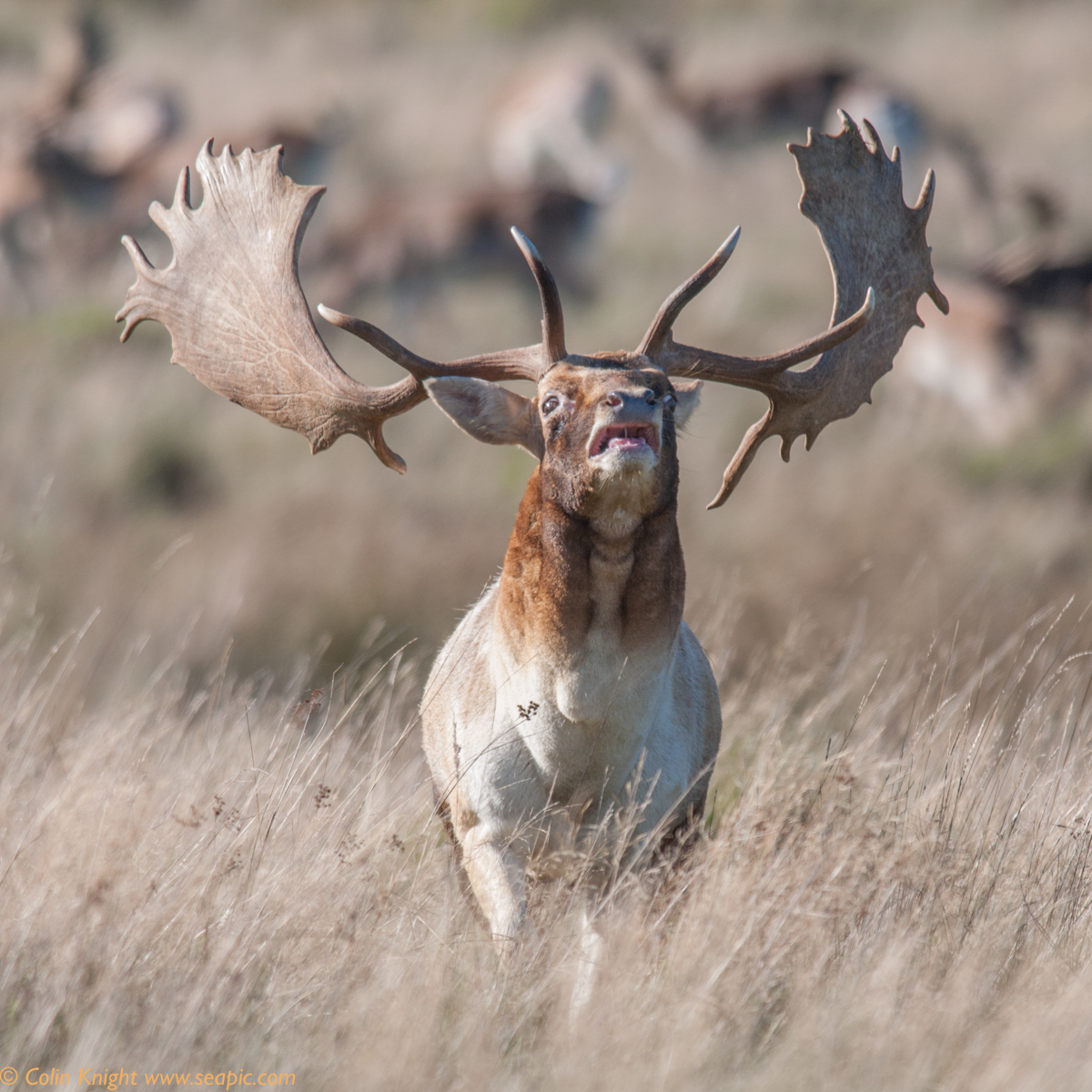 Postcards from Sussex: Fallow Deer rut