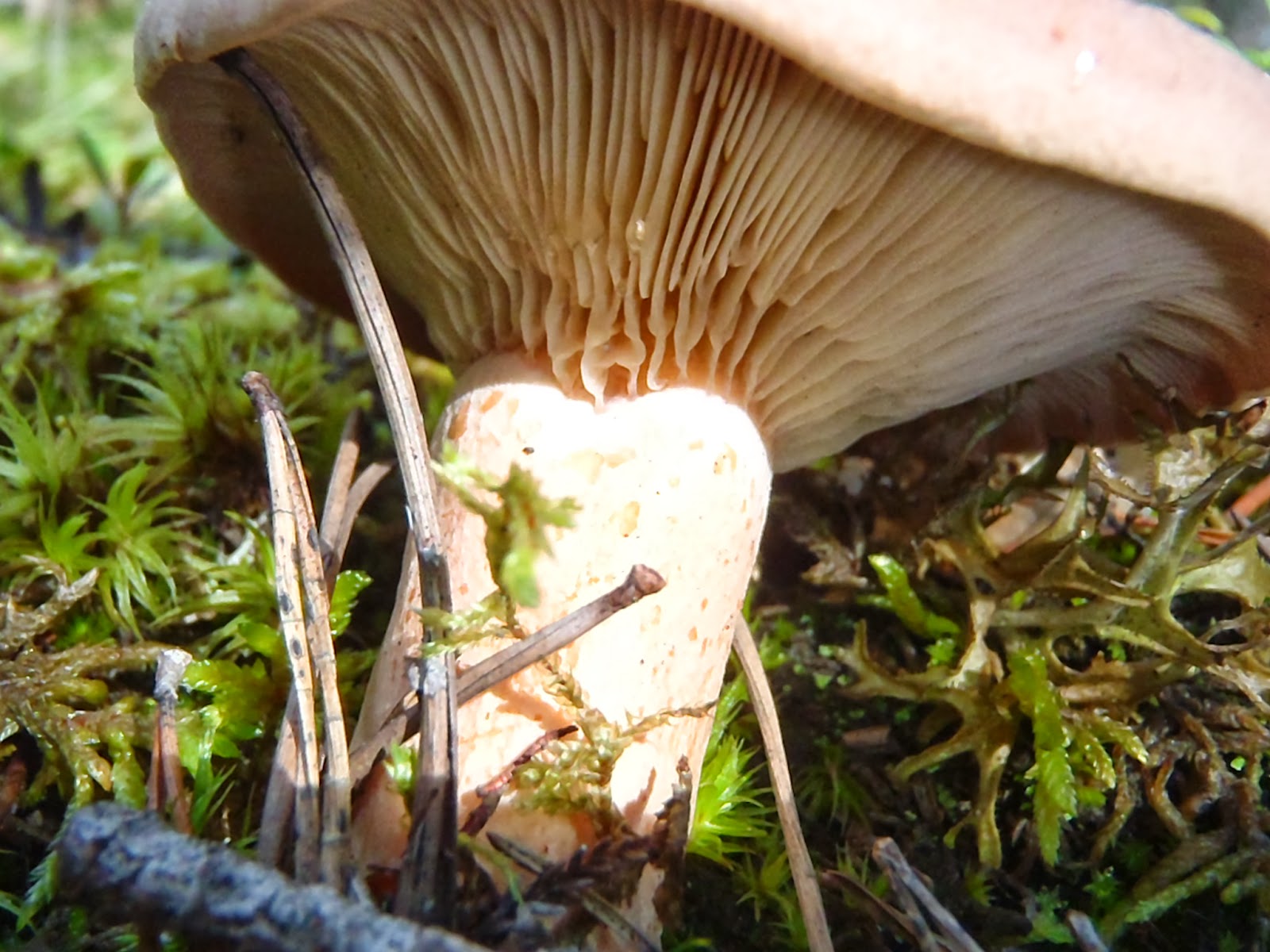 Samin luontokuvia nature photos: SIENIÄ