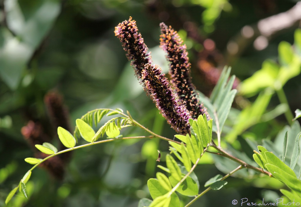 Flore de Camargue: Amorpha fruticosa, Faux Indigo