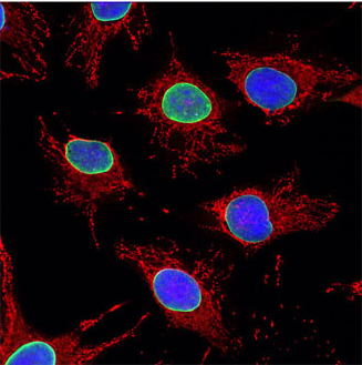 Labeling and Visualization of Mitochondria Using Mito Tracker dyes
