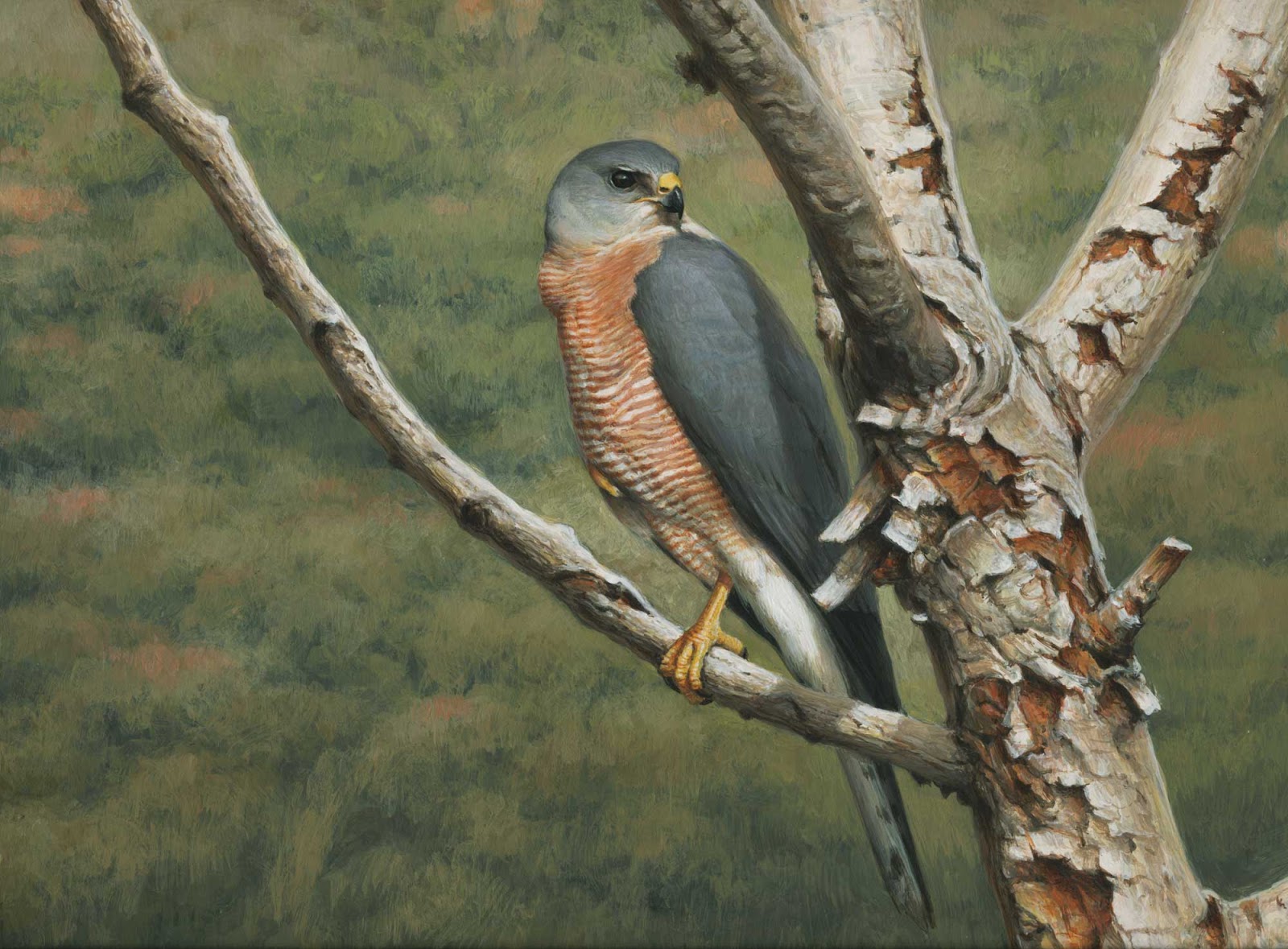 Levant sparrowhawk acrylic painting