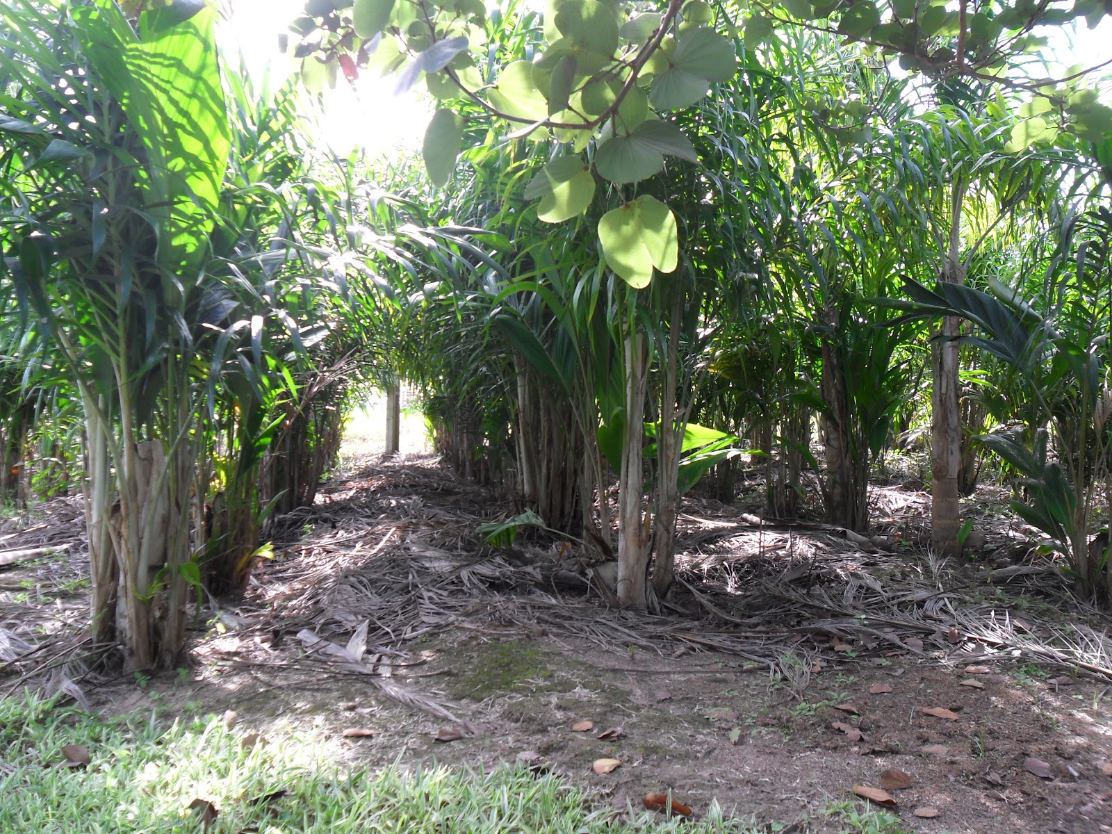 Palmito Pupunha in Natura Chacara Bocchi