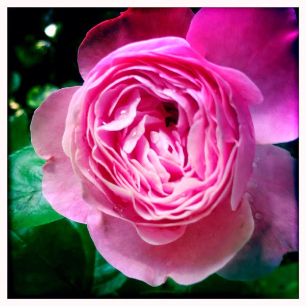 eva im garten – lustvoll gärtnern: rosen rosen rosen ...