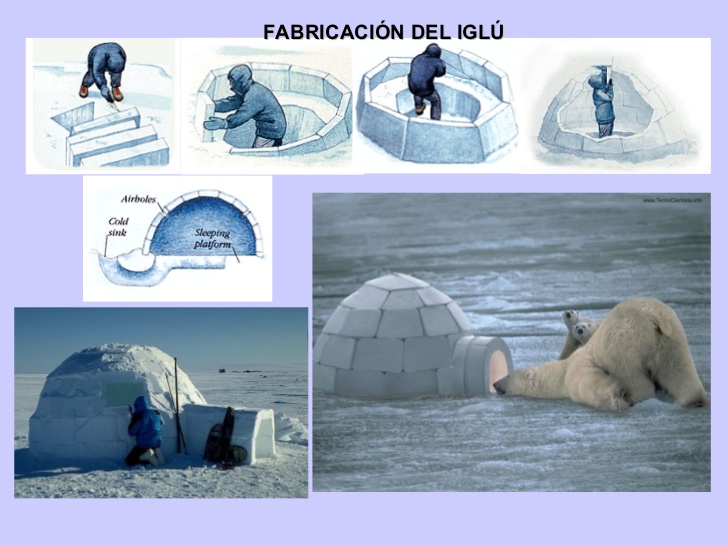 Peces de colores : TIPOS DE CASAS : EL IGLÚ
