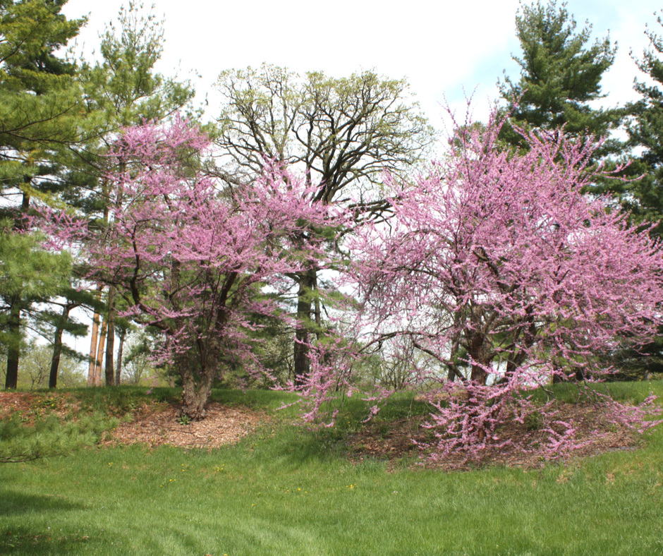 A Little Time and a Keyboard: Spring at The Morton Arboretum and the ...