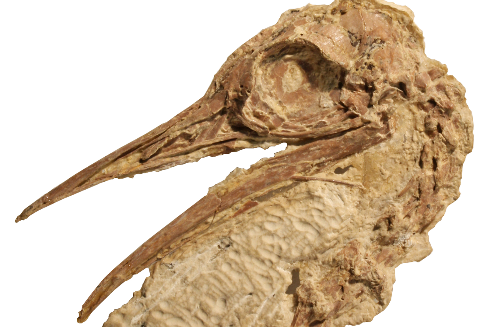 Species New to Science: [PaleoOrnithology • 2016] Calciavis grandei ...