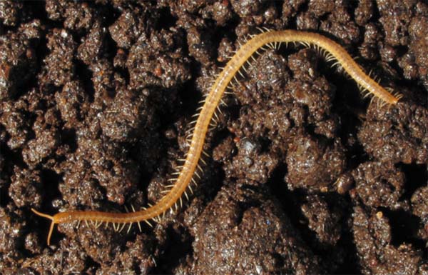 Lenyai, Kelabang yang Memancarkan Cairan Bercahaya | RE Tawon