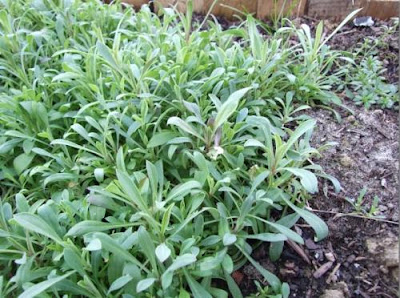 Seminte si plante de gradina hobby: Stridolo-Silene vulgaris