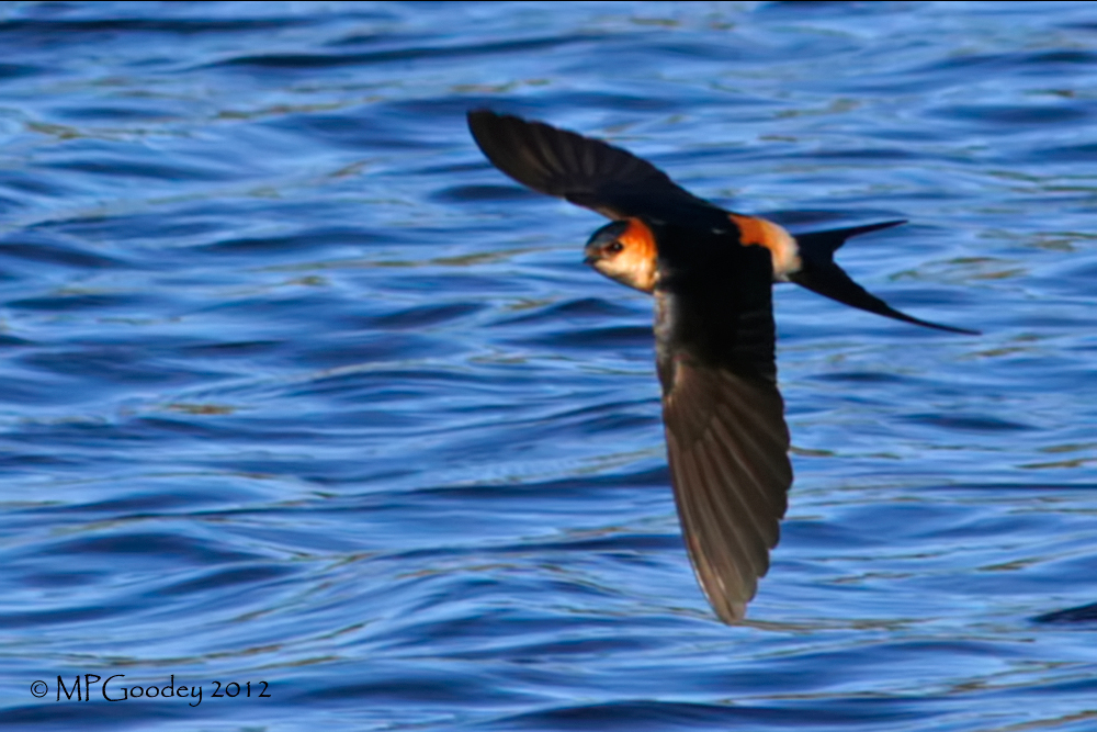 SCILLYSPIDER: 4 RED-RUMPED SWALLOW!