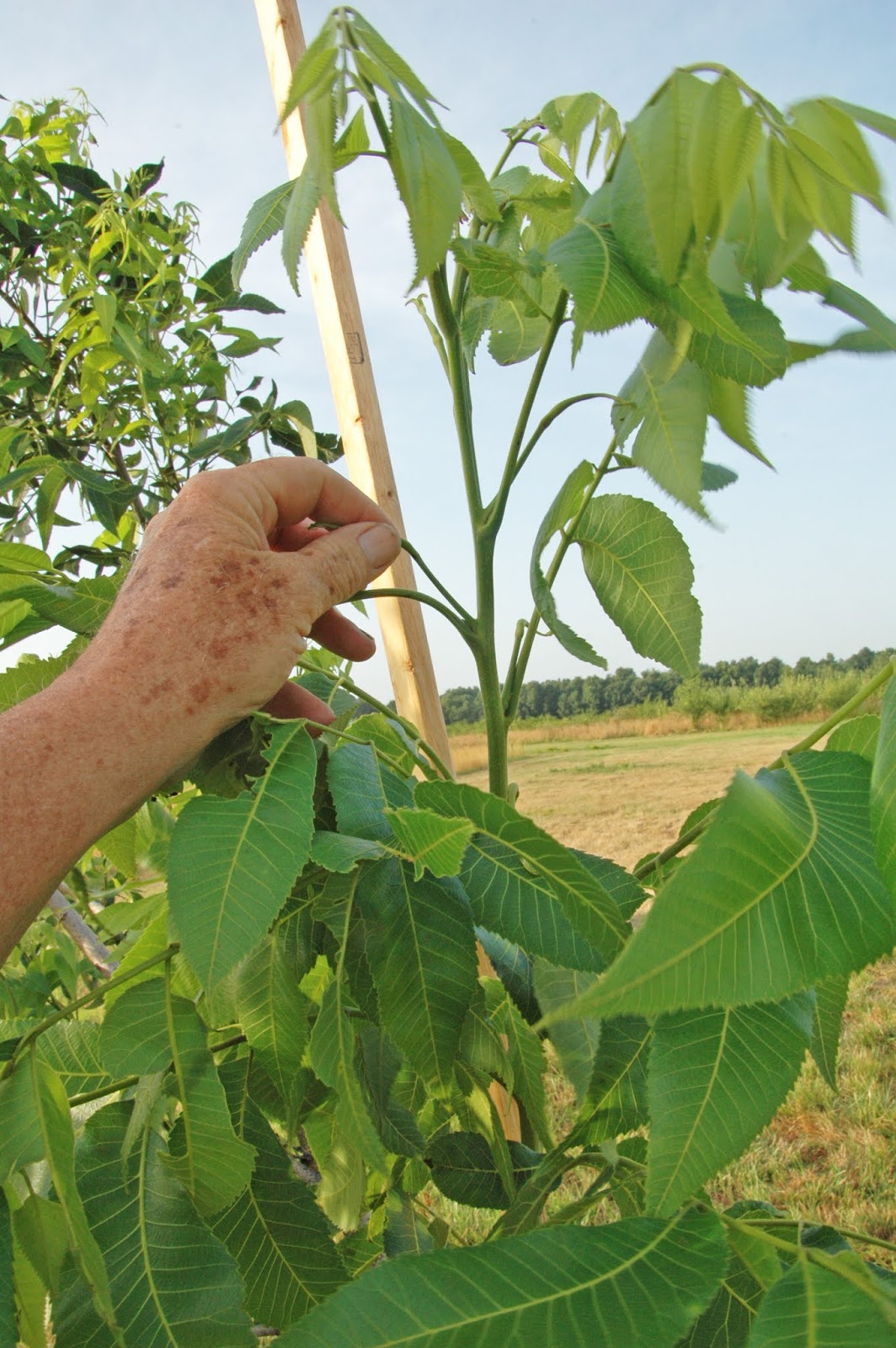 Northern Pecans: 2020