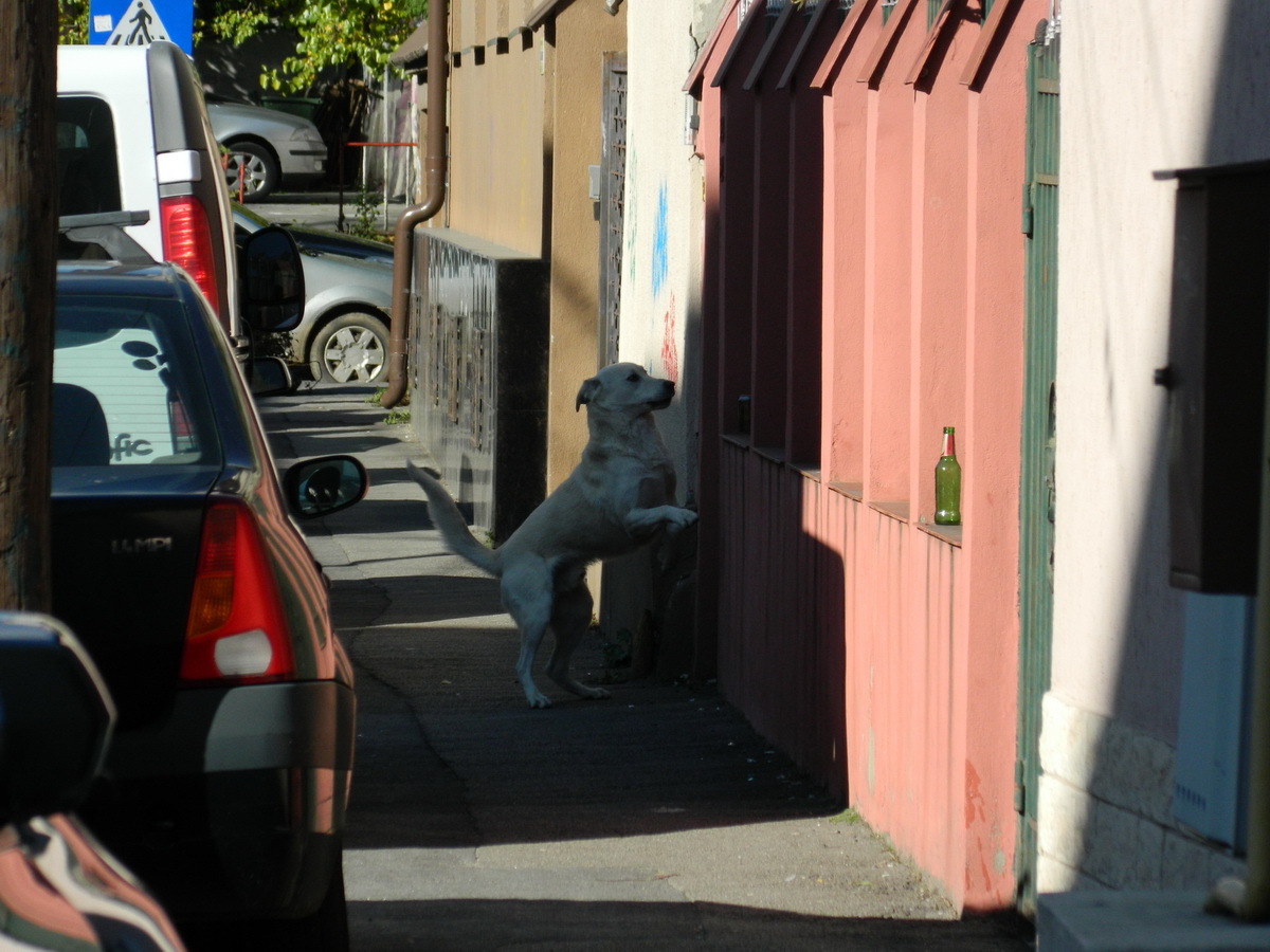 LA MULTI ANI, ROMANIA!: Caine vagabond pe strada Samuil Vulcan