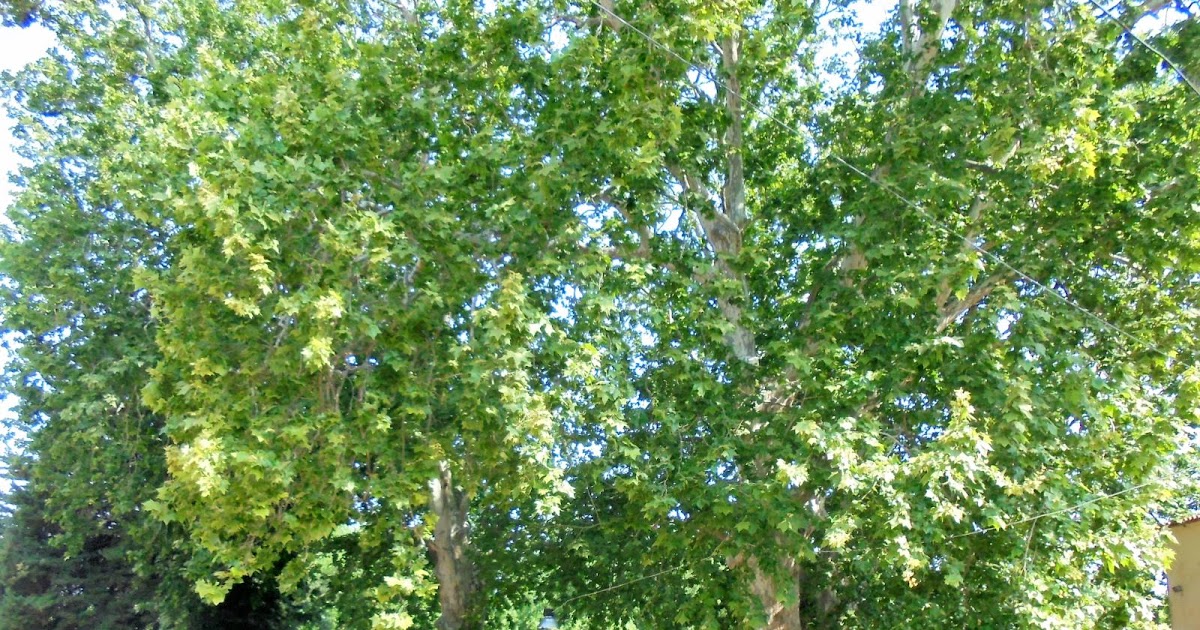 MEDIO NATURAL UN ESPACIO COMPARTIDO: LOS CHOPOS.