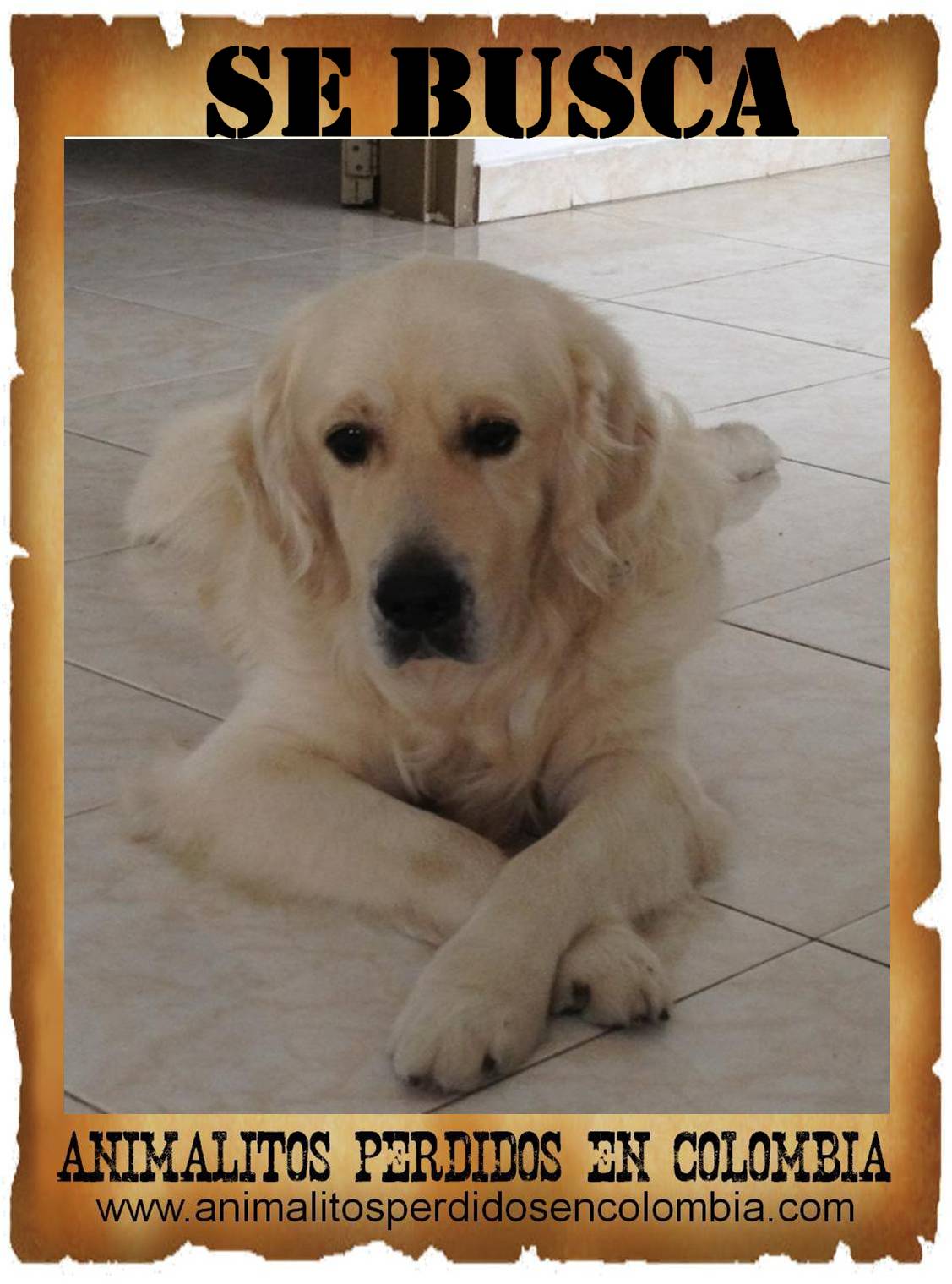 Animalitos Perdidos en Colombia: PERDIDO BOGOTÁ- PERRO GOLDEN BLANCO ...