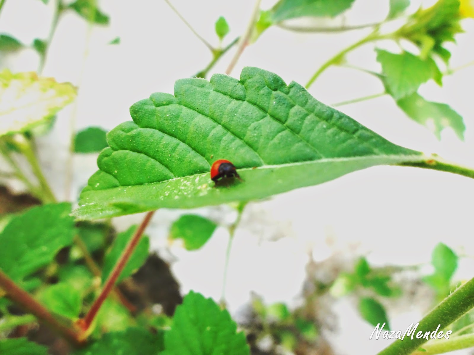 Brasil Insetos!!! Do Caçadores de Insetos!!!: Joaninha, Coleópteros ...