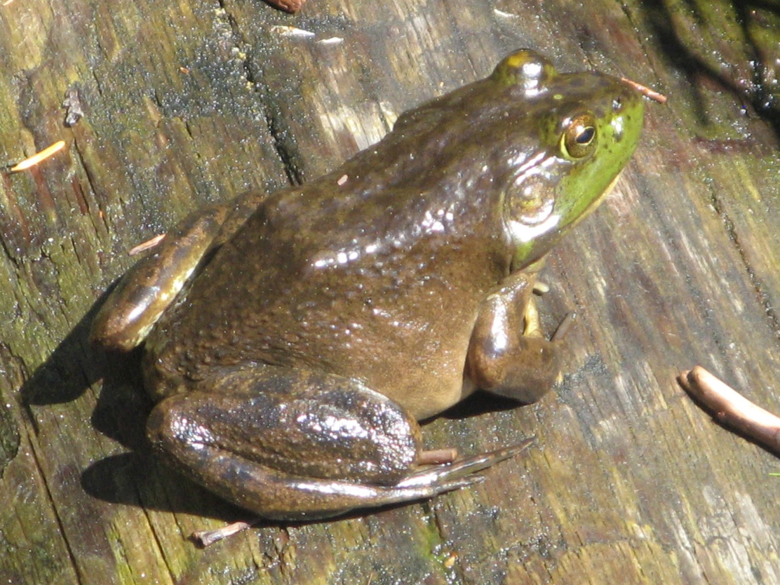 Powell River Books Blog: Coastal BC Animals: America Bullfrog