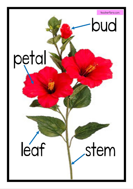 teacherfiera.com: VISUAL AIDS FOR YEAR 1 UNIT 11 - MY BEAUTIFUL GARDEN ...