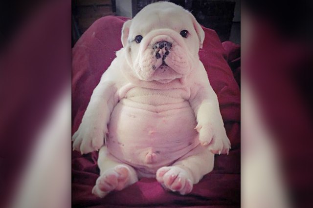 Cachorritos gorditos que necesitas ver ahora mismo