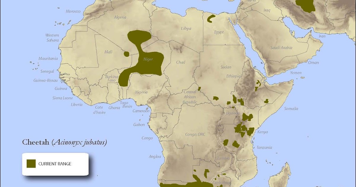 Cheetah current range