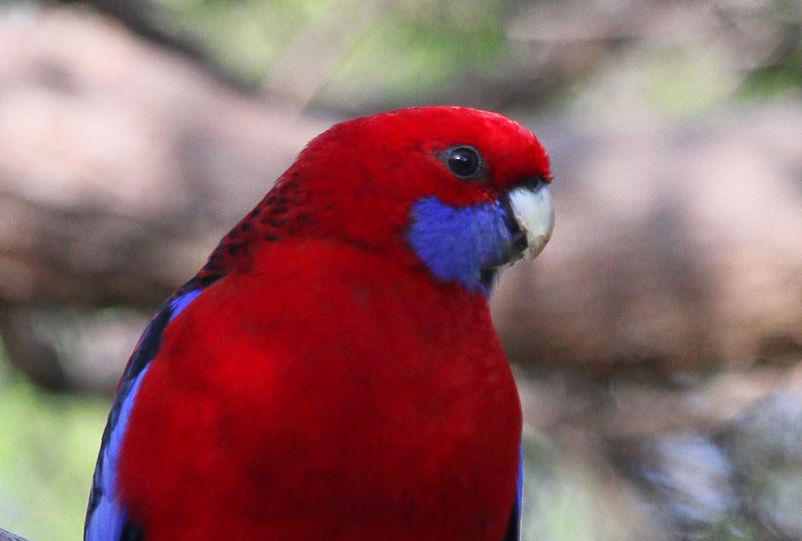Richard Waring's Birds of Australia: Variety of Victorian bird photos