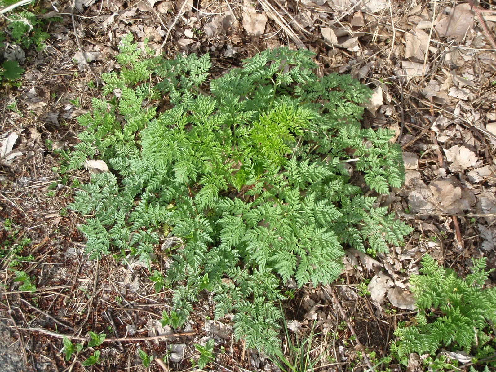 Lafayette report: Poison hemlock