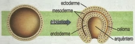 Segundo Ano Biologia: Embriologia