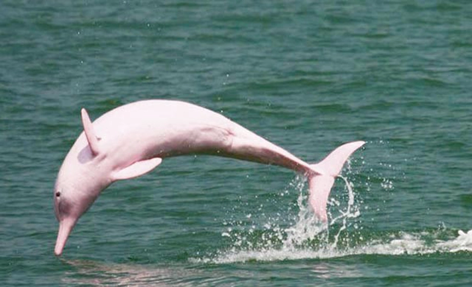 A Lenda do Boto Cor de Rosa