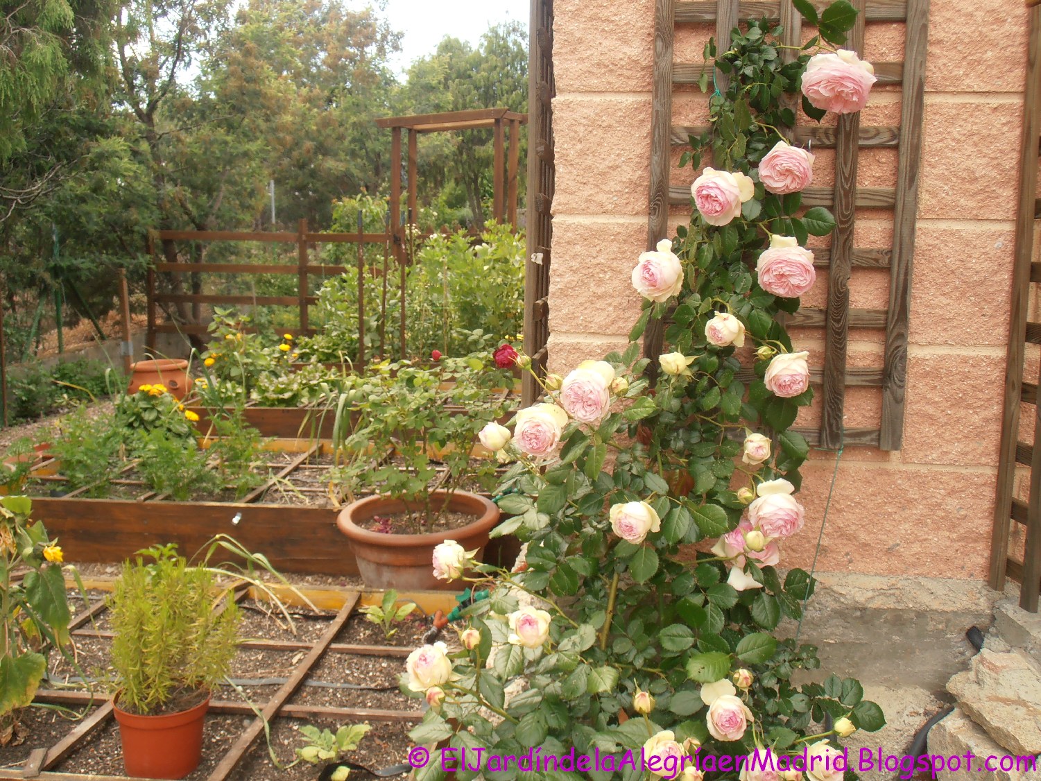 El jardín de la alegría : Rosales en mayo I (Blancos, amarillos ...