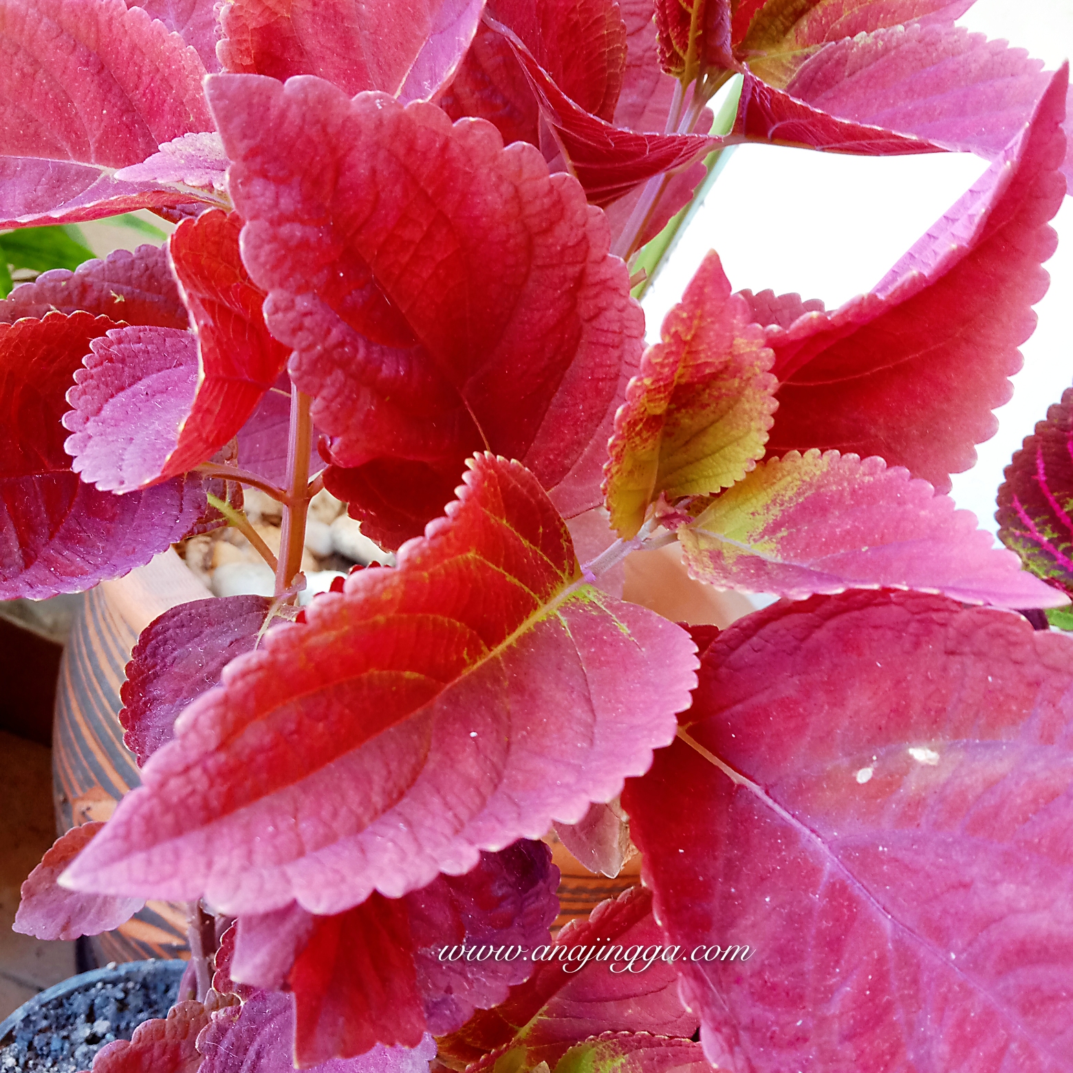 Pelbagai jenis & cara biakkan pokok ati-ati