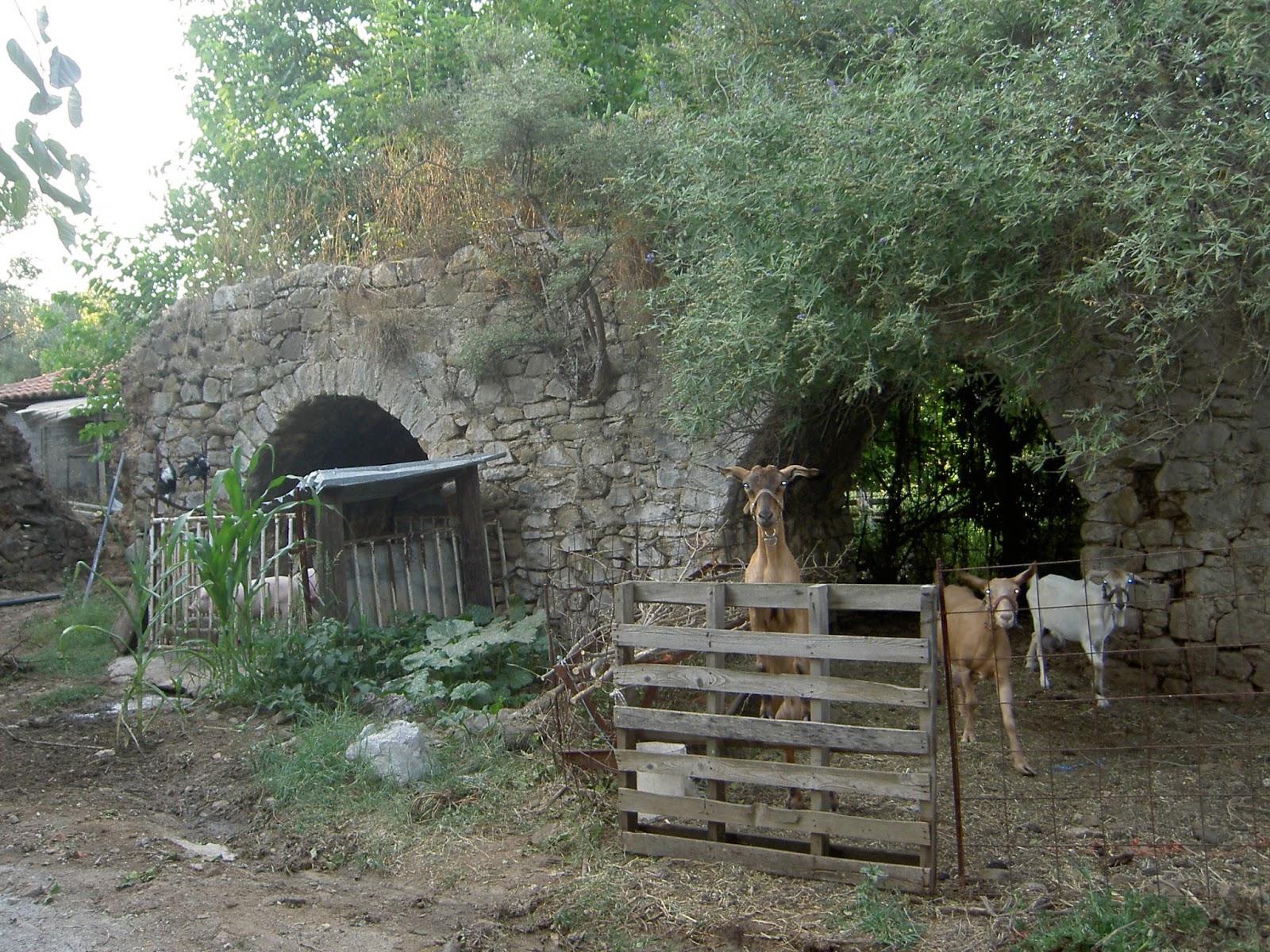 ΓΙΑΝΝΗΣ Δ.ΛΥΡΑΣ: ΟΙ ΝΕΡΟΜΥΛΟΙ ,ΤΟ ΑΥΛΑΚΙ ΚΑΙ Η ΔΕΣΗ ΤΗΣ ΒΑΛΥΡΑΣ, ΑΠΟ ΤΑ ...